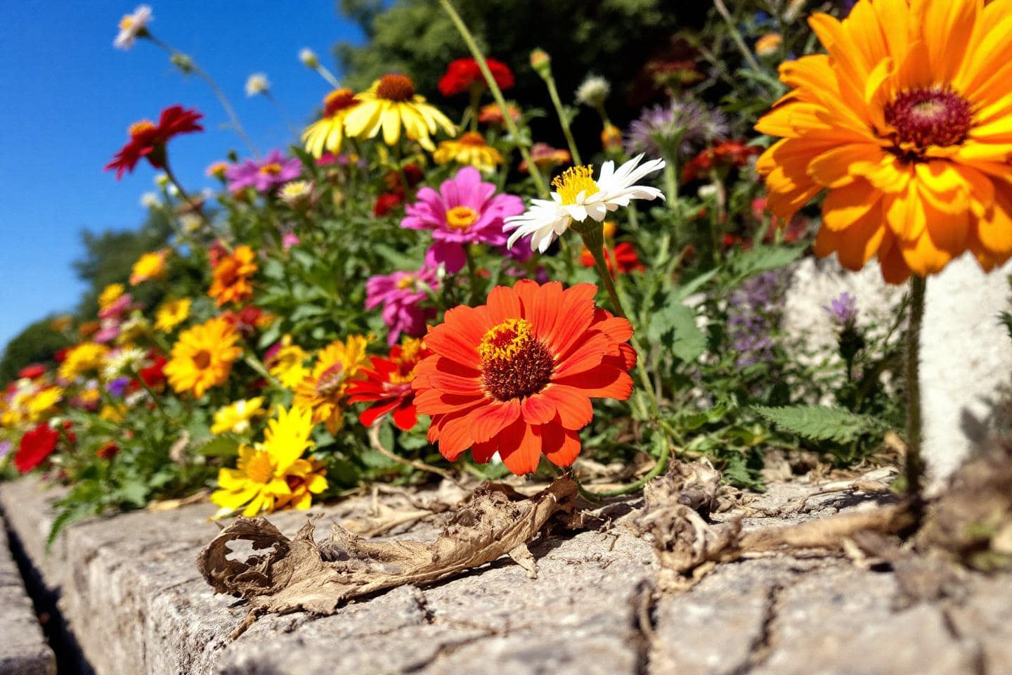Vous devez absolument planter ces fleurs méconnues avant l’été pour ...