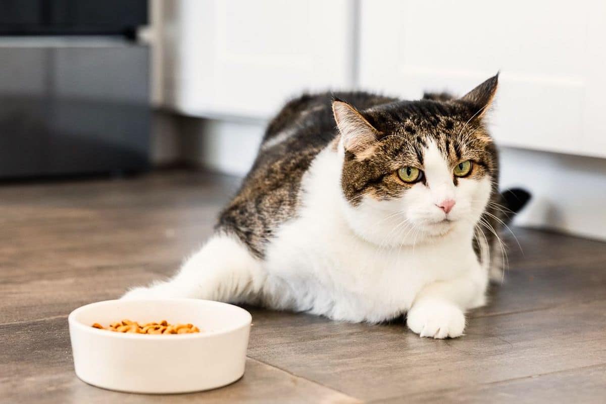Votre chat refuse soudain sa nourriture ? Ce que révèlent les ...