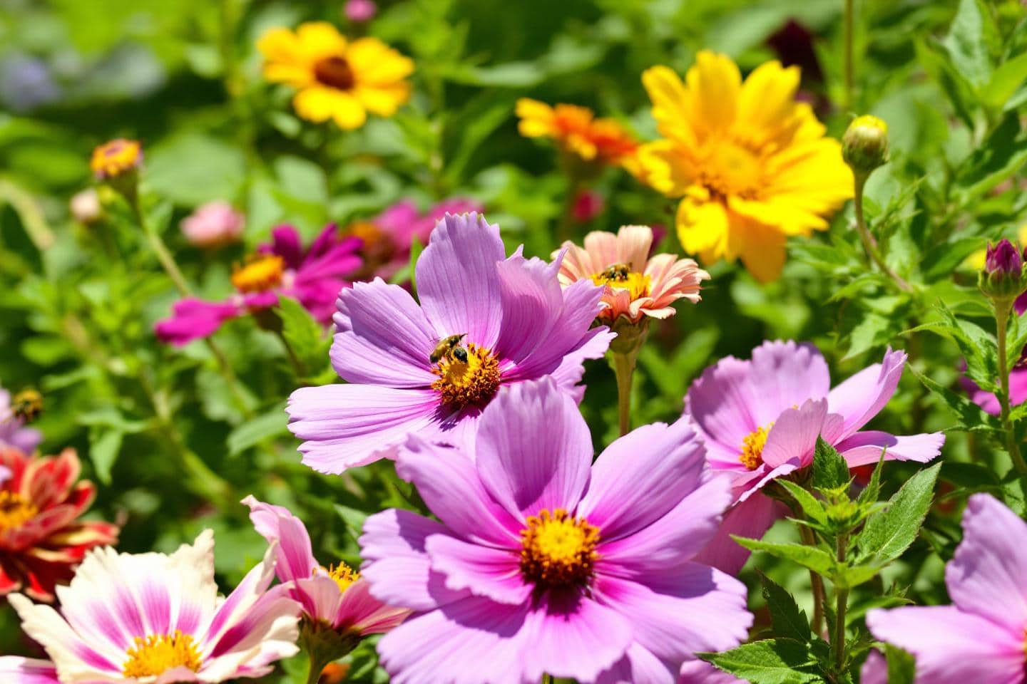 Ne ratez pas août pour semer ces fleurs : boostez la biodiversité de ...