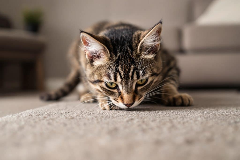Il contemple le balcon, j’hésite à lui ouvrir : quels sont les ...